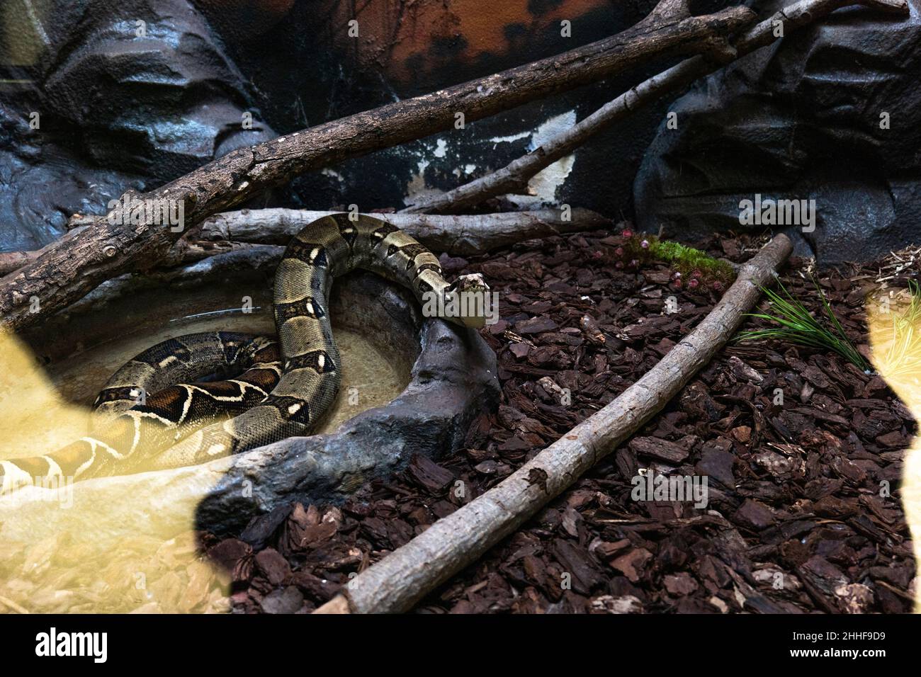 Natrice Viperina Natrix Maura Stock Photo - Alamy
