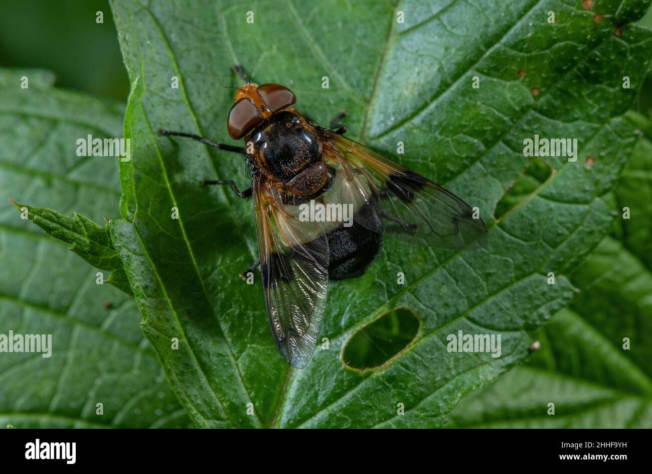 Great Pied Hoverfly, Volucella pellucens, basking on leaf in woodland ...