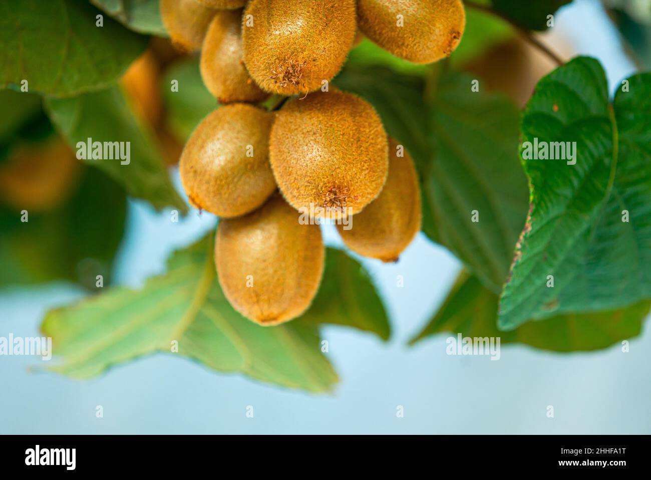 Growing Kiwi Fruits on Branch Stock Photo - Alamy