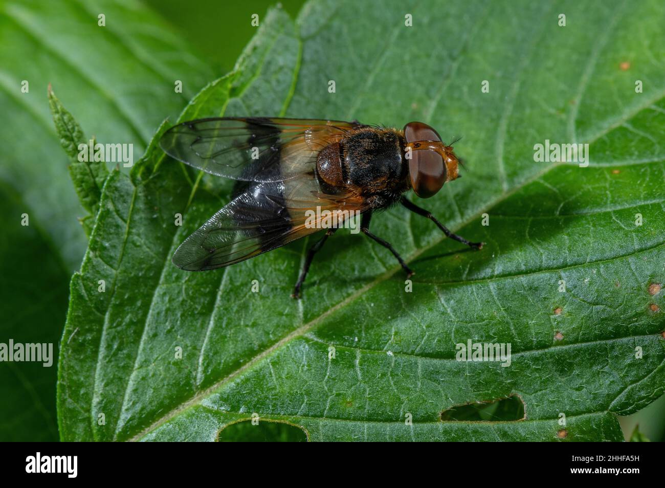 Great Pied Hoverfly, Volucella pellucens, basking on leaf in woodland ...