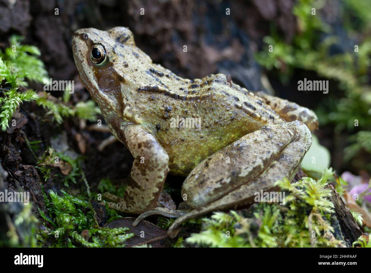Common Garden Frog Uk Stock Photo Alamy Common Garden Frog Uk Stock Photo Alamy