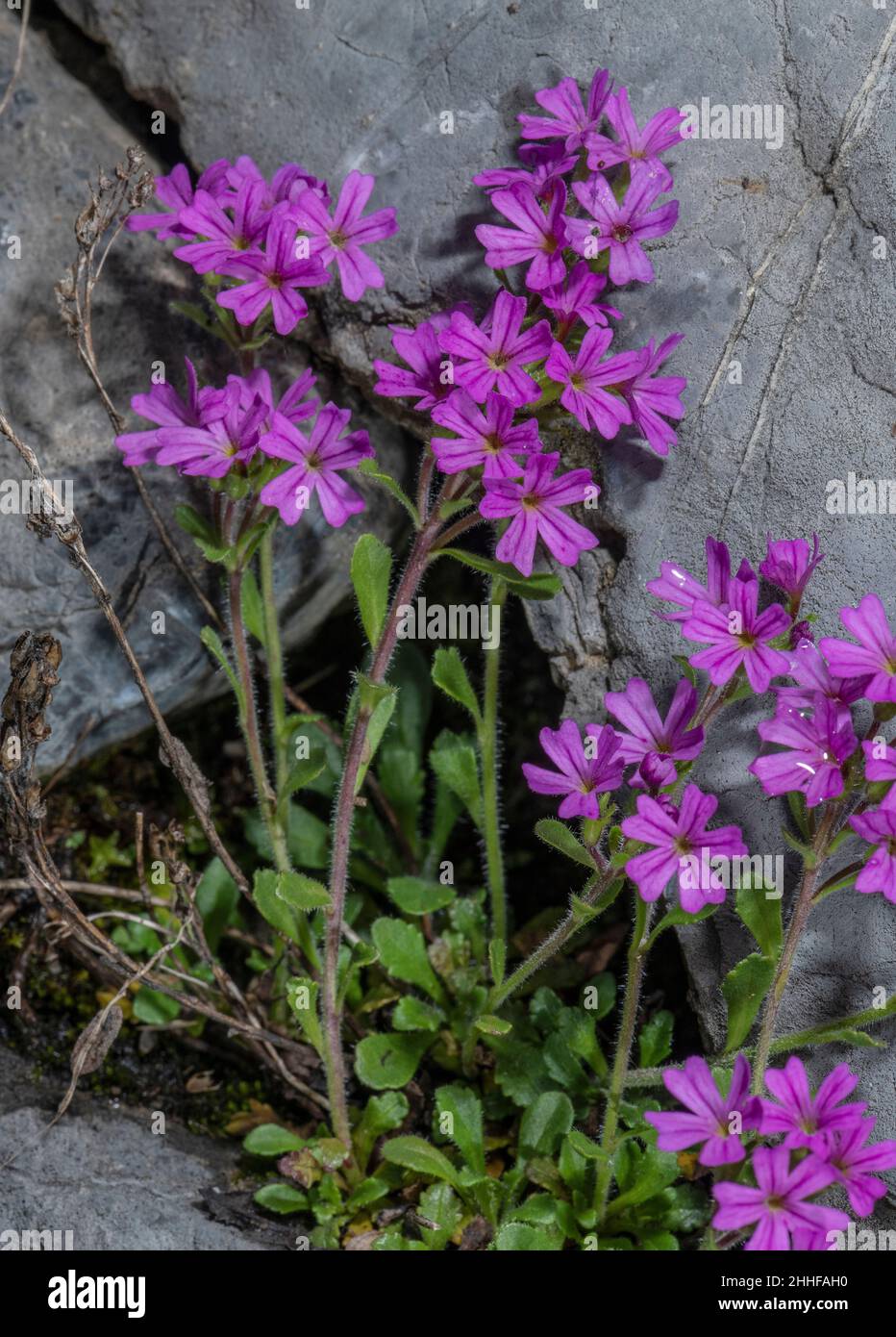 Fairy foxglove hi-res stock photography and images - Alamy