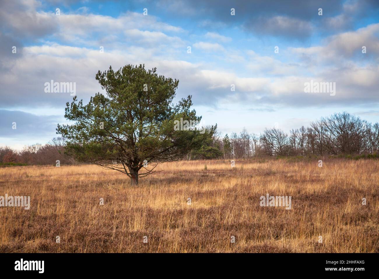 Alte kiefer hi-res stock photography and images - Alamy