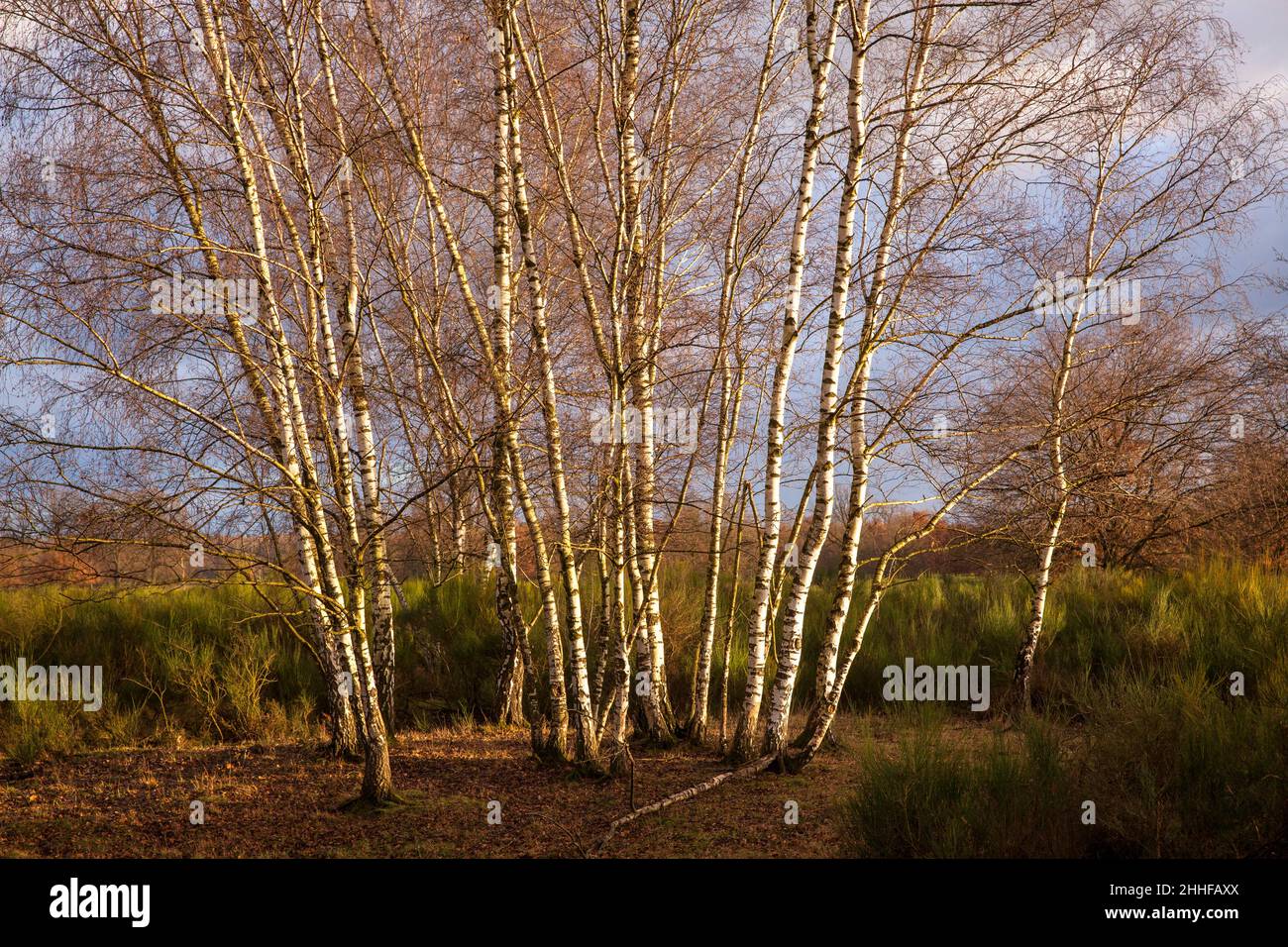Northern europe birch not lake hi-res stock photography and images - Alamy