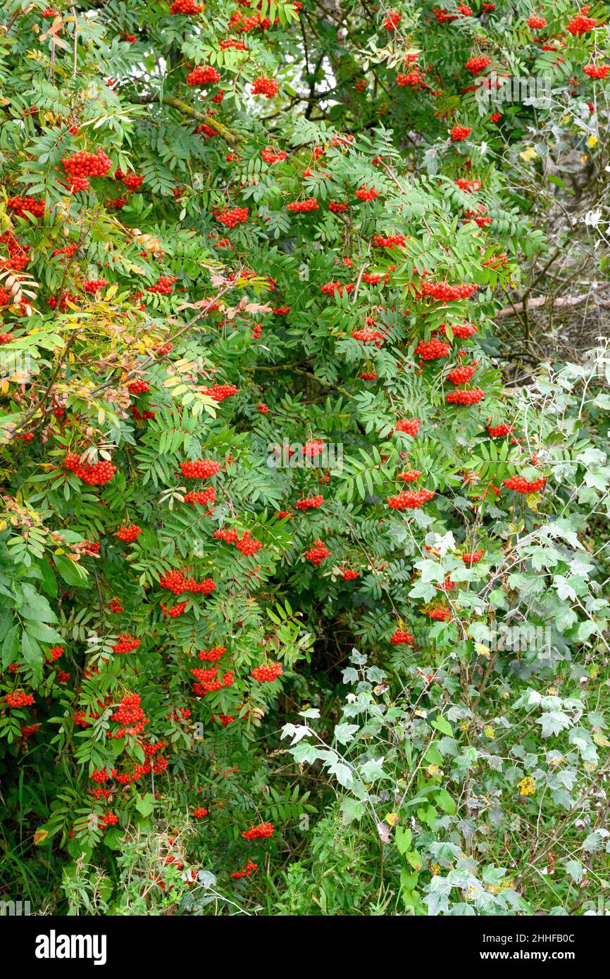 Mountain ash trees hi-res stock photography and images - Alamy