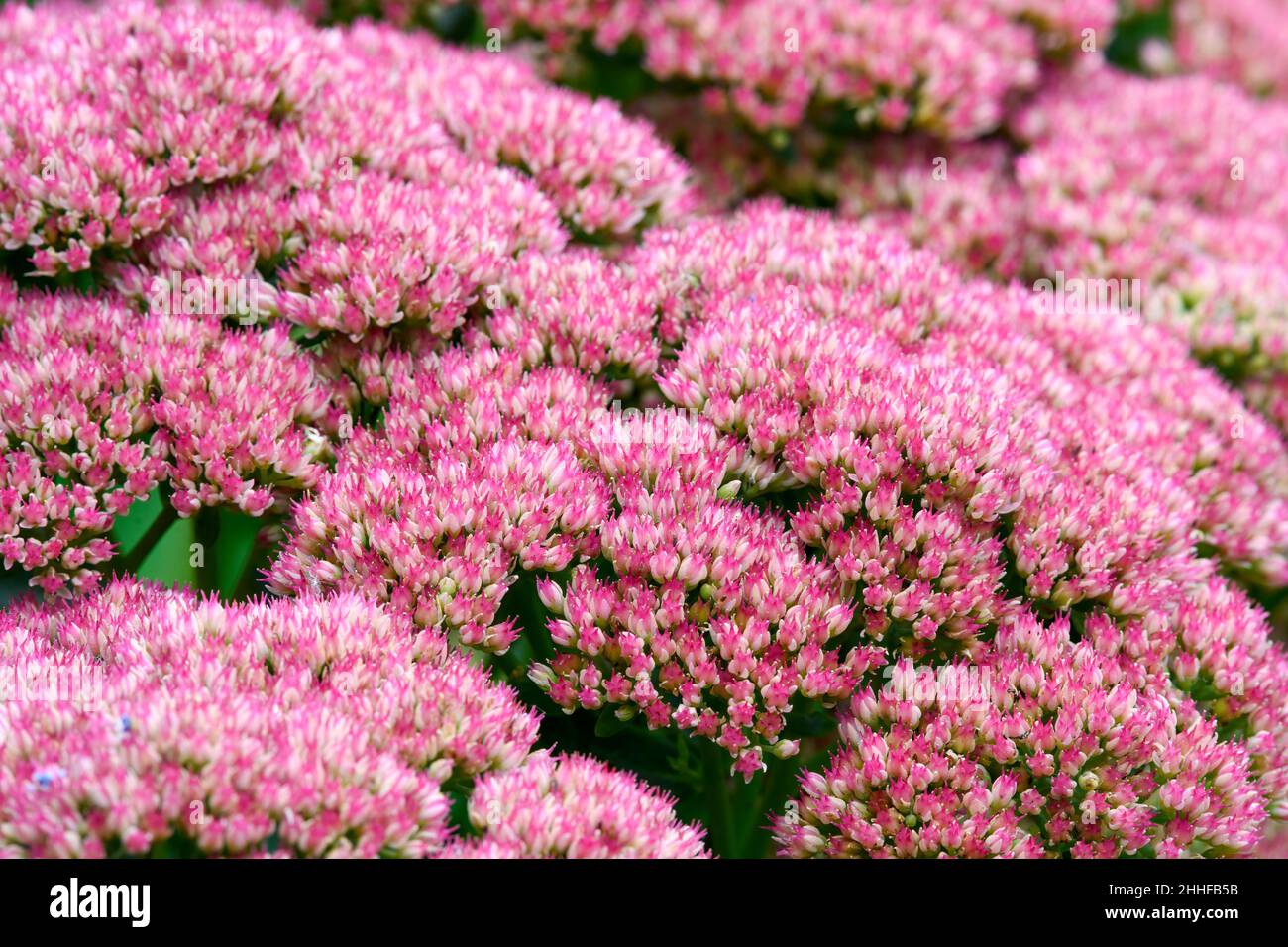 Ice Plant Hylotelephium spectabile) in bloom showing masses of small ...