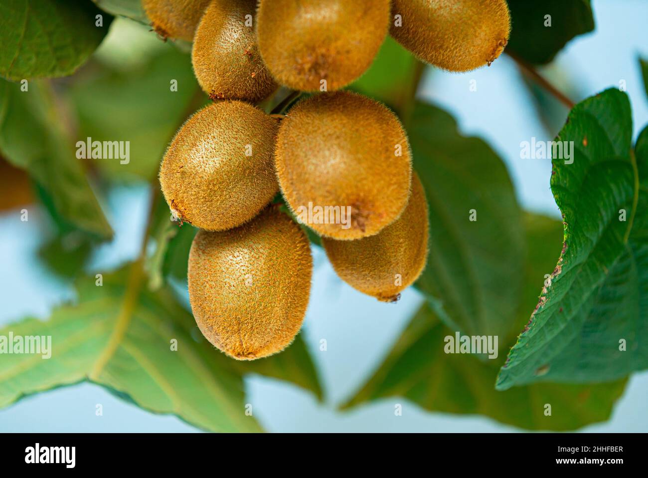 Growing Kiwi Fruits on Branch Stock Photo - Alamy