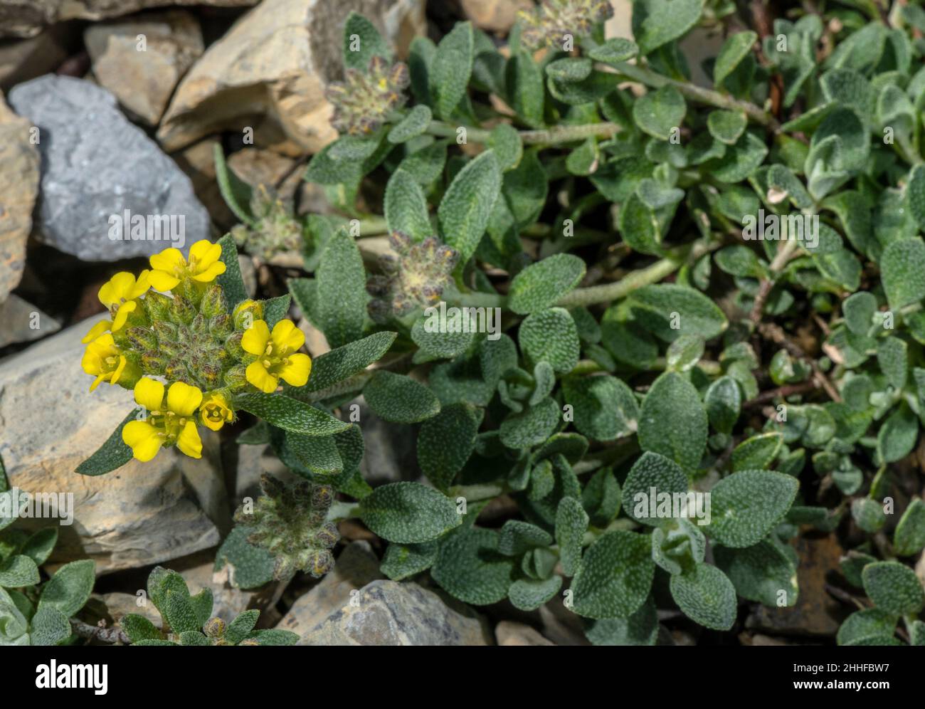 Alpine Alyssum, Alyssum alpestre in flower in the alps Stock Photo - Alamy