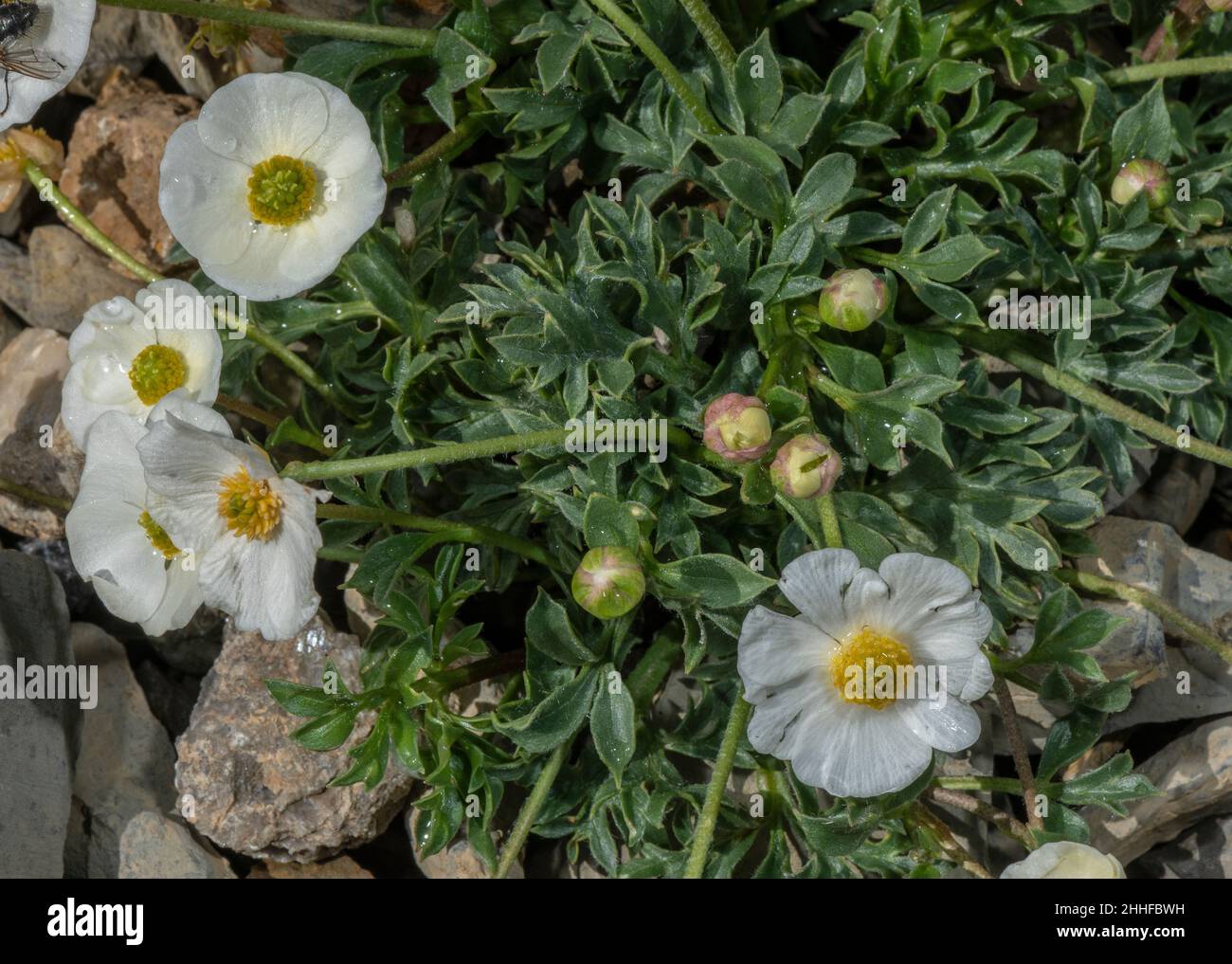 Ranunculus seguieri hi-res stock photography and images - Alamy