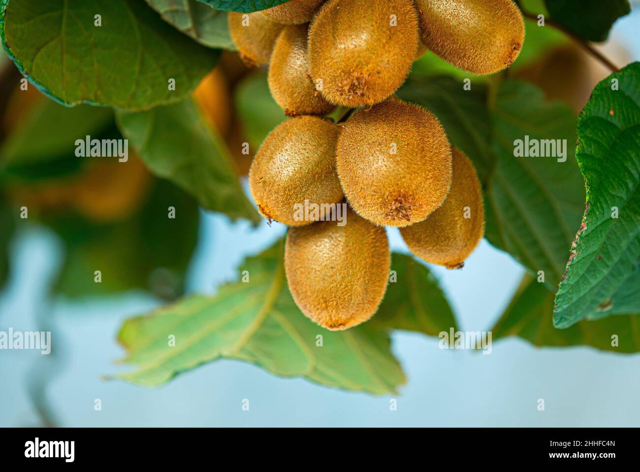 Growing Kiwi Fruits on Branch Stock Photo - Alamy