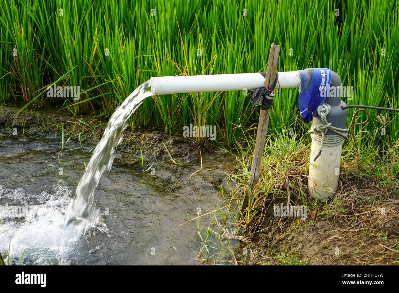 Irrigation of rice fields using pump wells with the technique of ...