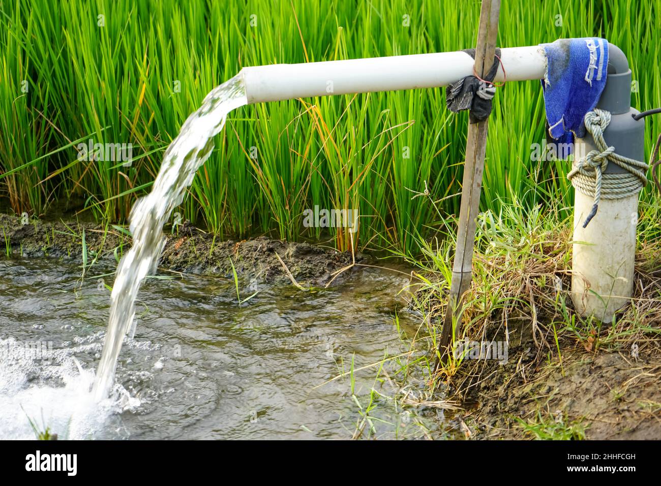 Irrigation of rice fields using pump wells with the technique of ...