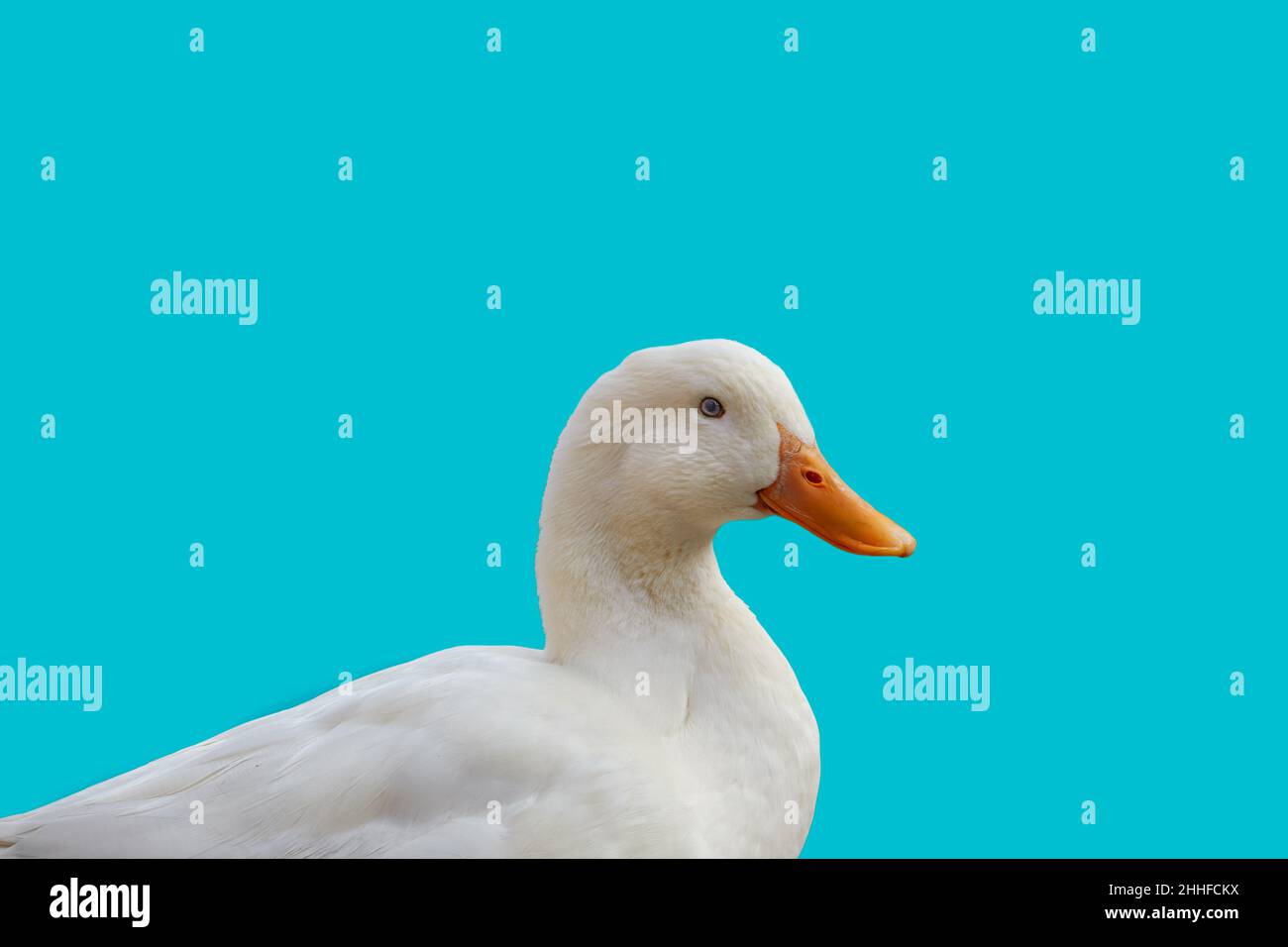 White duck with orange beak hi-res stock photography and images - Alamy