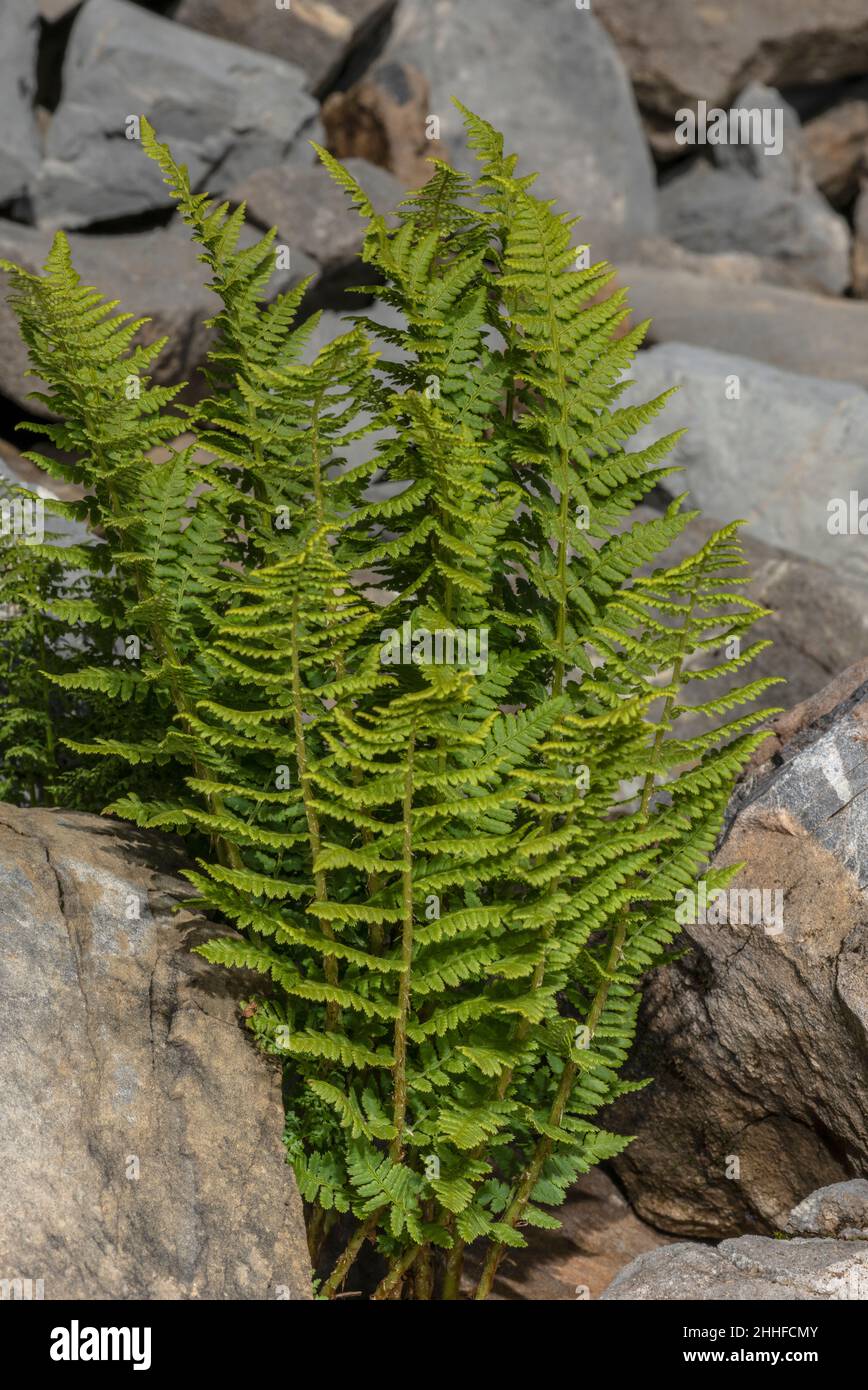 Rigid Buckler Fern, Dryopteris villarii, on limestone Stock Photo - Alamy