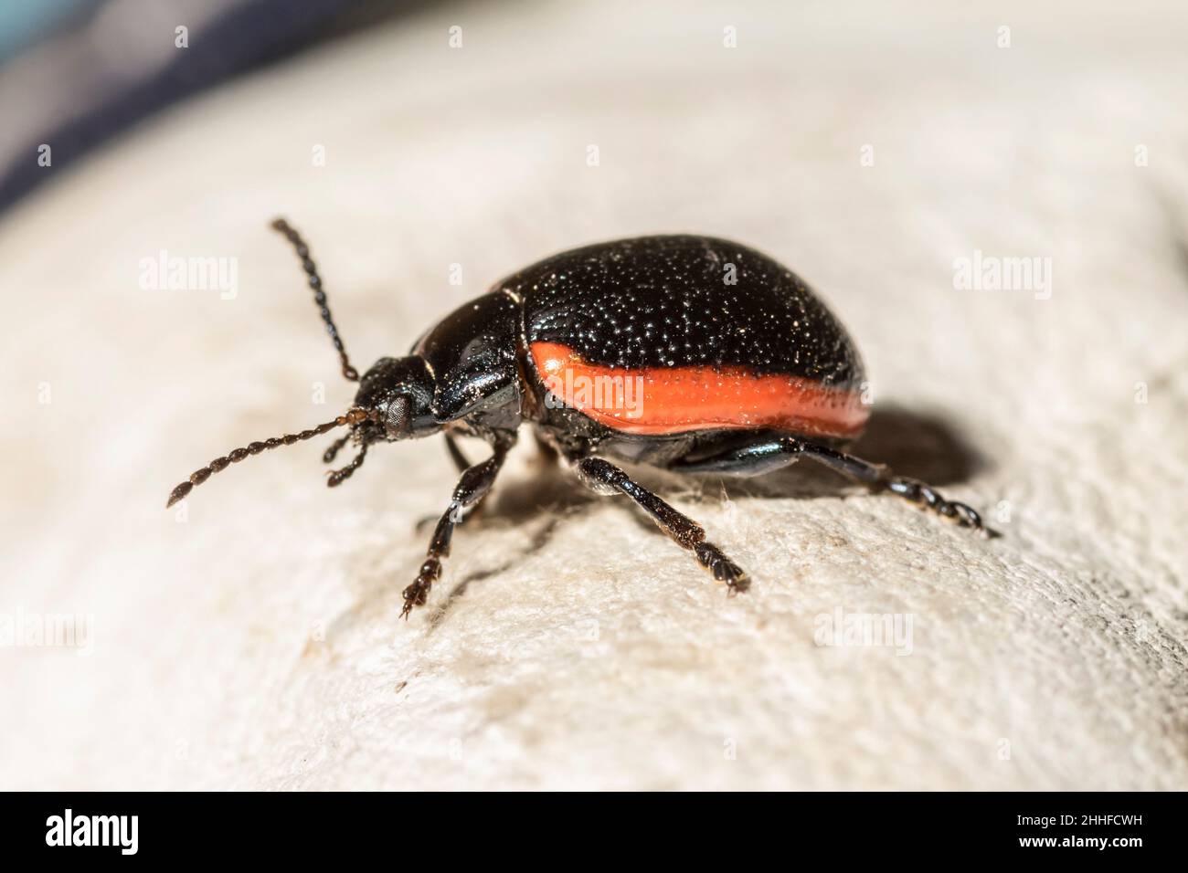 Side view of a red-margined leaf beetle, Chrysolina sanguinolenta ...
