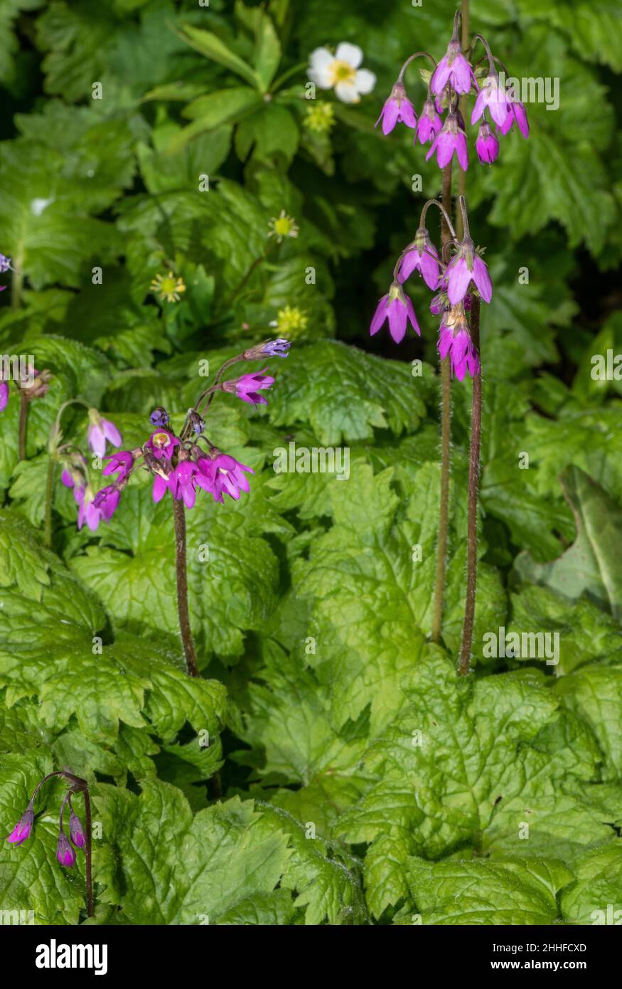 Alpine bells, Primula matthioli in flower, Swiss Alps Stock Photo - Alamy