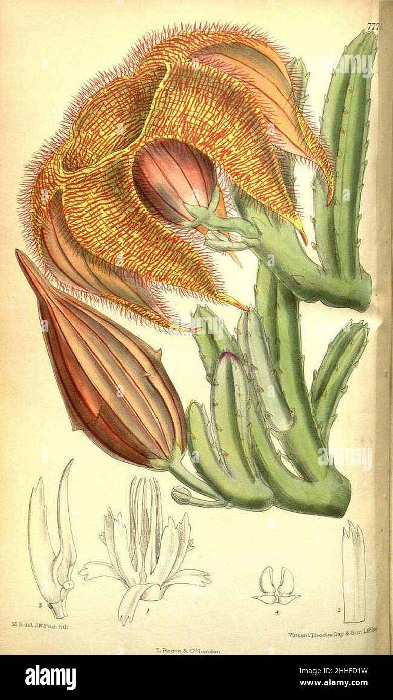 Stapelia gigantea illustration Stock Photo - Alamy