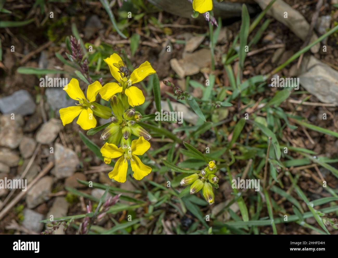 Flowering treacle mustard hi-res stock photography and images - Alamy