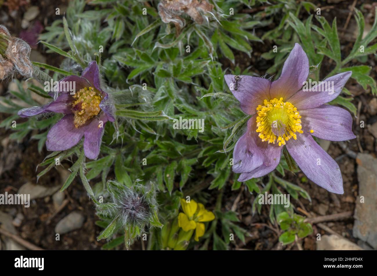 Haller's pasque flower, Pulsatilla halleri, in flower in the Swiss Alps ...