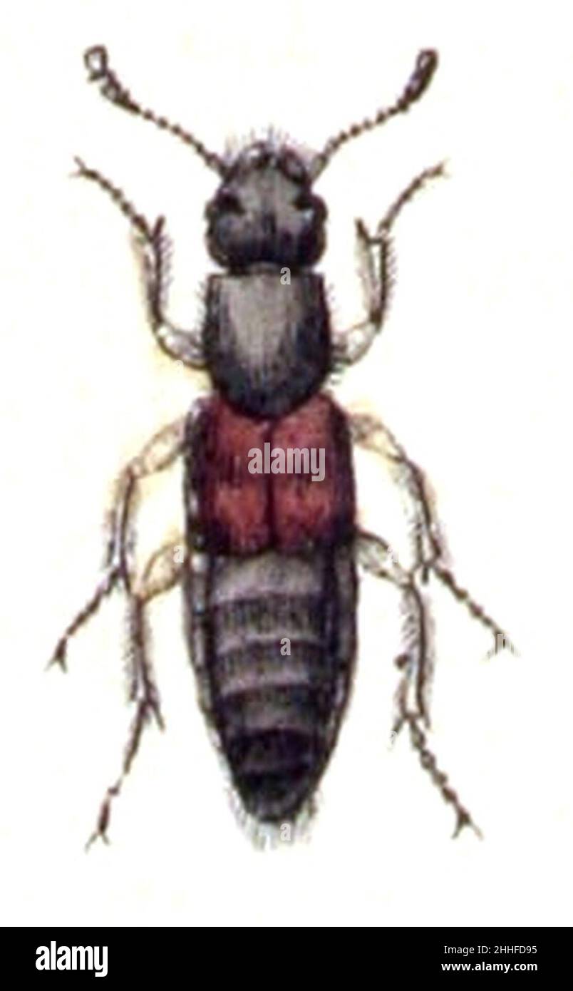 Staphylinus Cut Out Stock Images & Pictures - Alamy