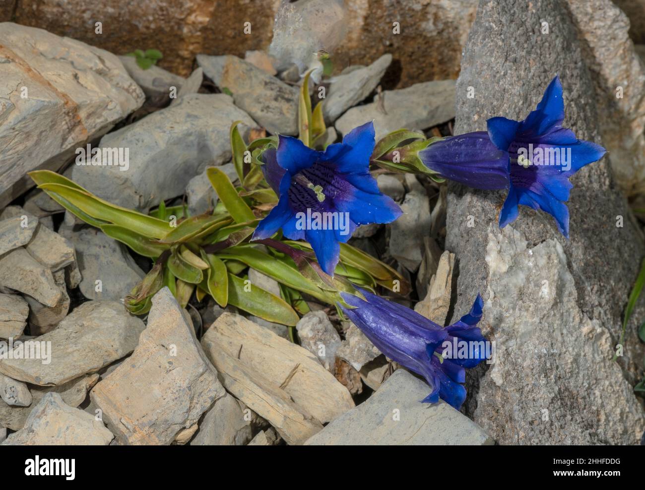 Clusius' gentian, Gentiana clusii, in flower, Swiss Alps Stock Photo ...