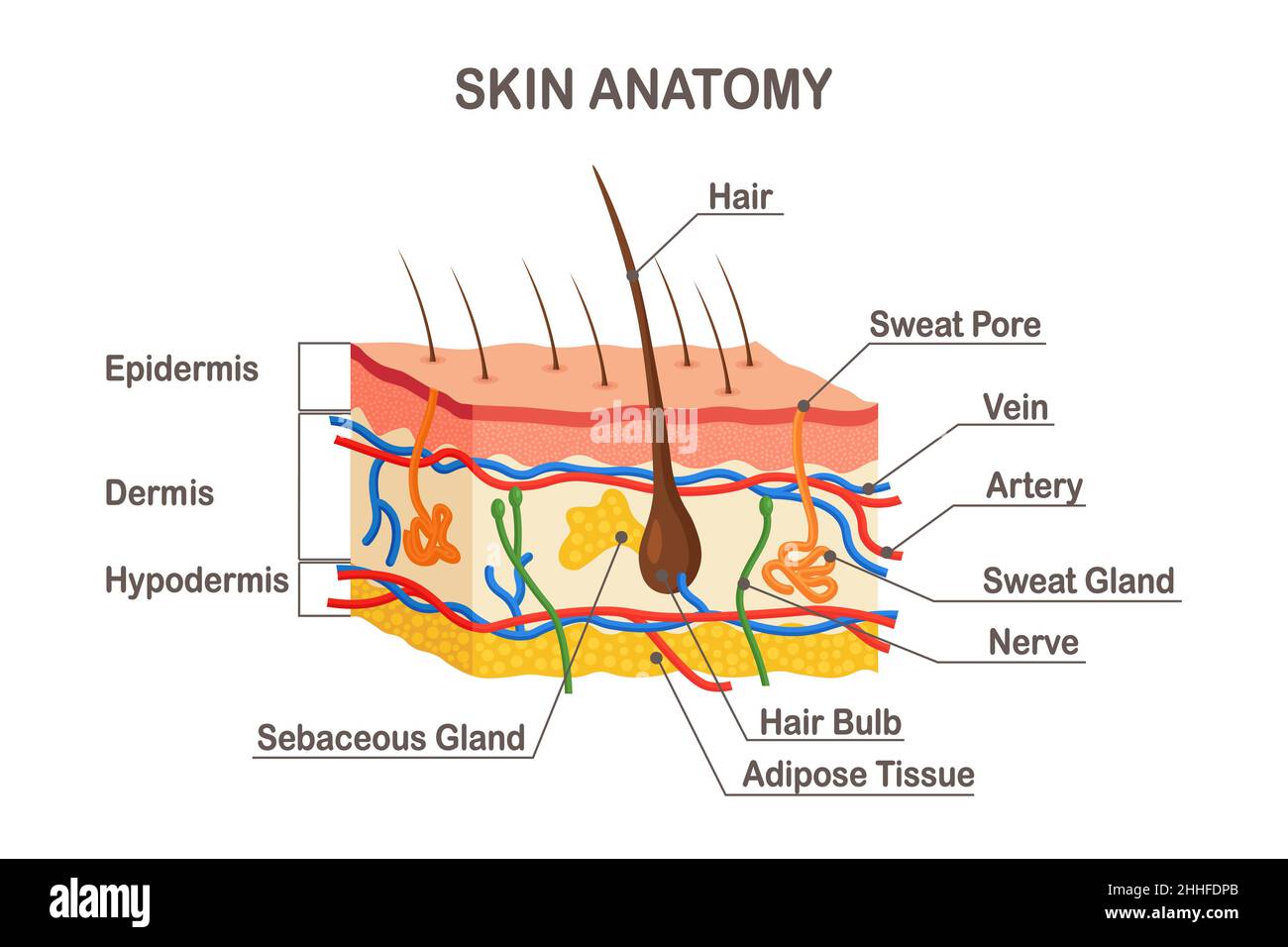 Epidermis Dermis High Resolution Stock Photography and Images - Alamy