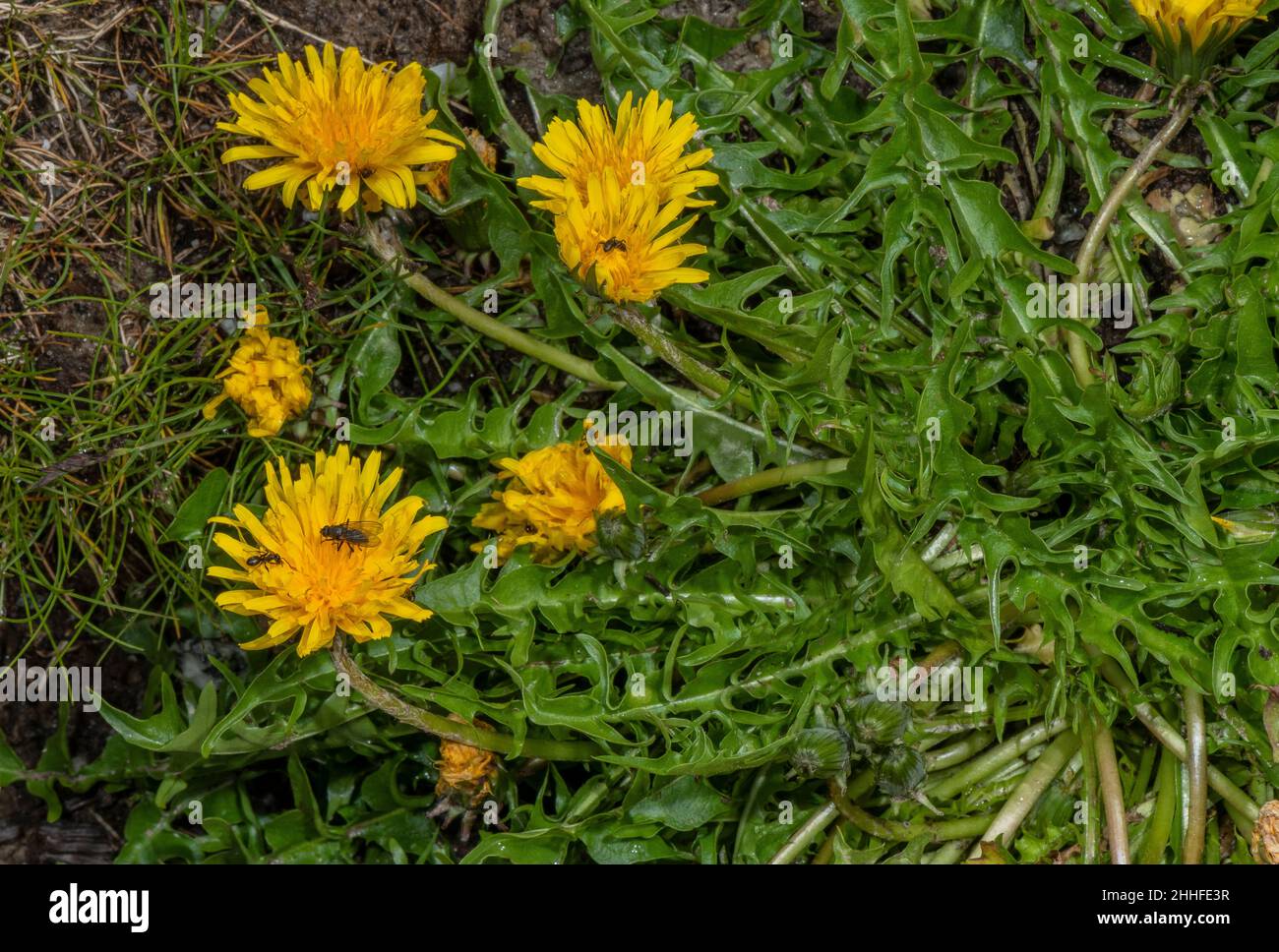An alpine dandelion, Taraxacum dissectum in flower. Alps Stock Photo ...