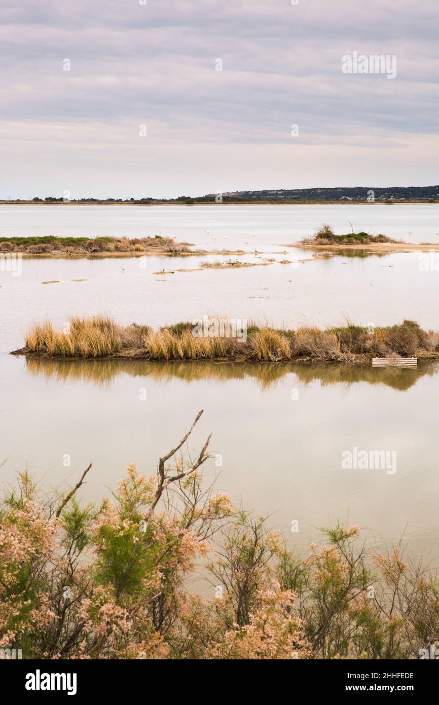 Free roaming grazing animals hi-res stock photography and images - Alamy