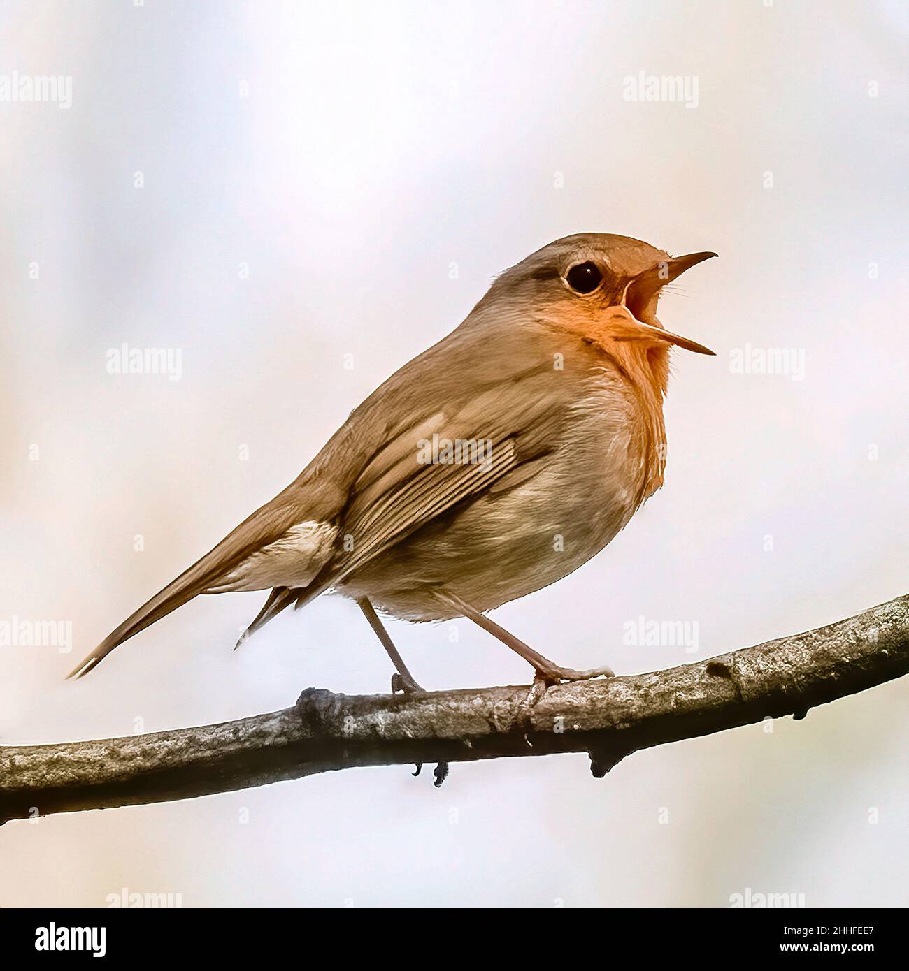 British and European Robin Stock Photo - Alamy