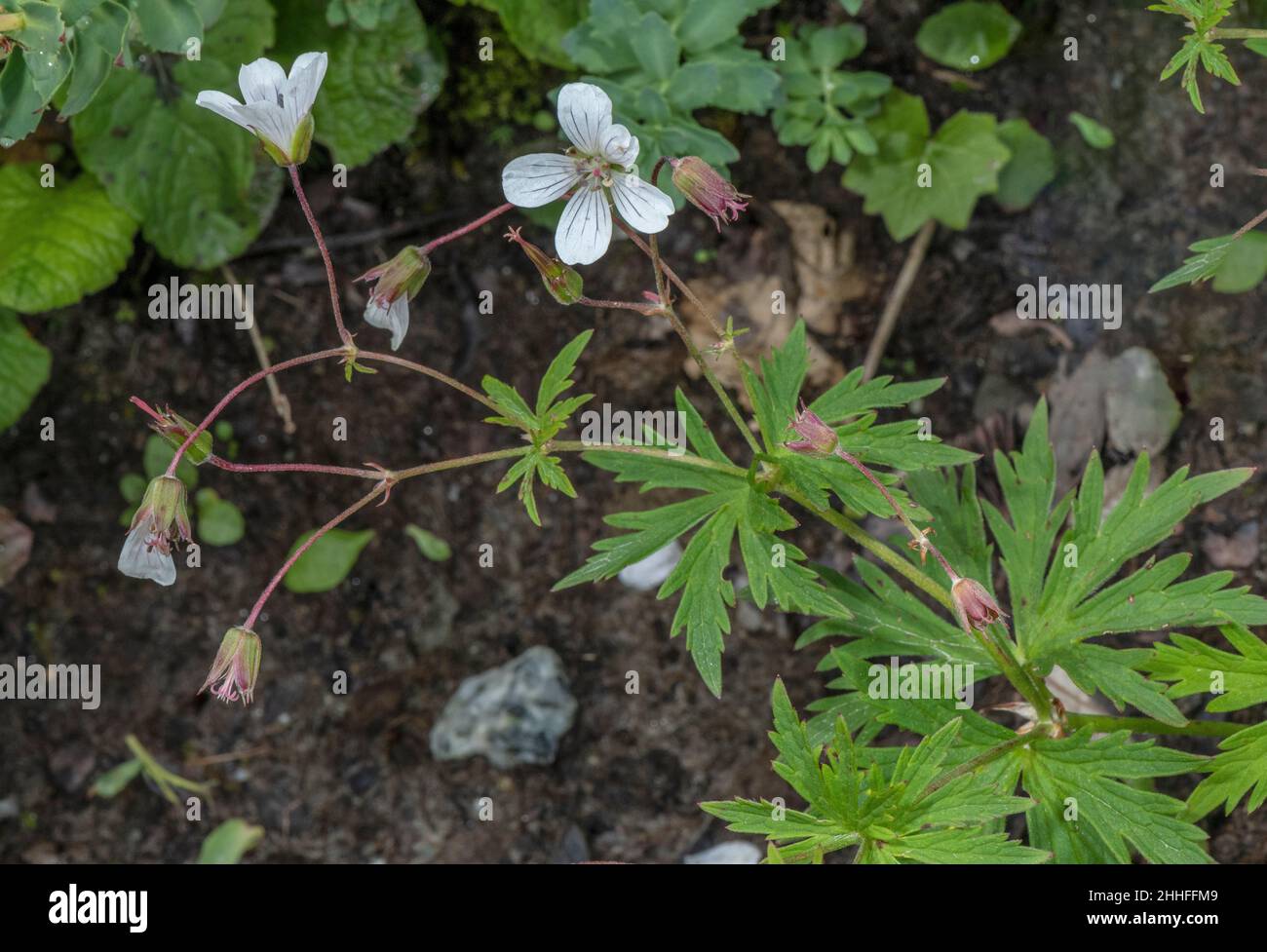 River cranesbill hi-res stock photography and images - Alamy