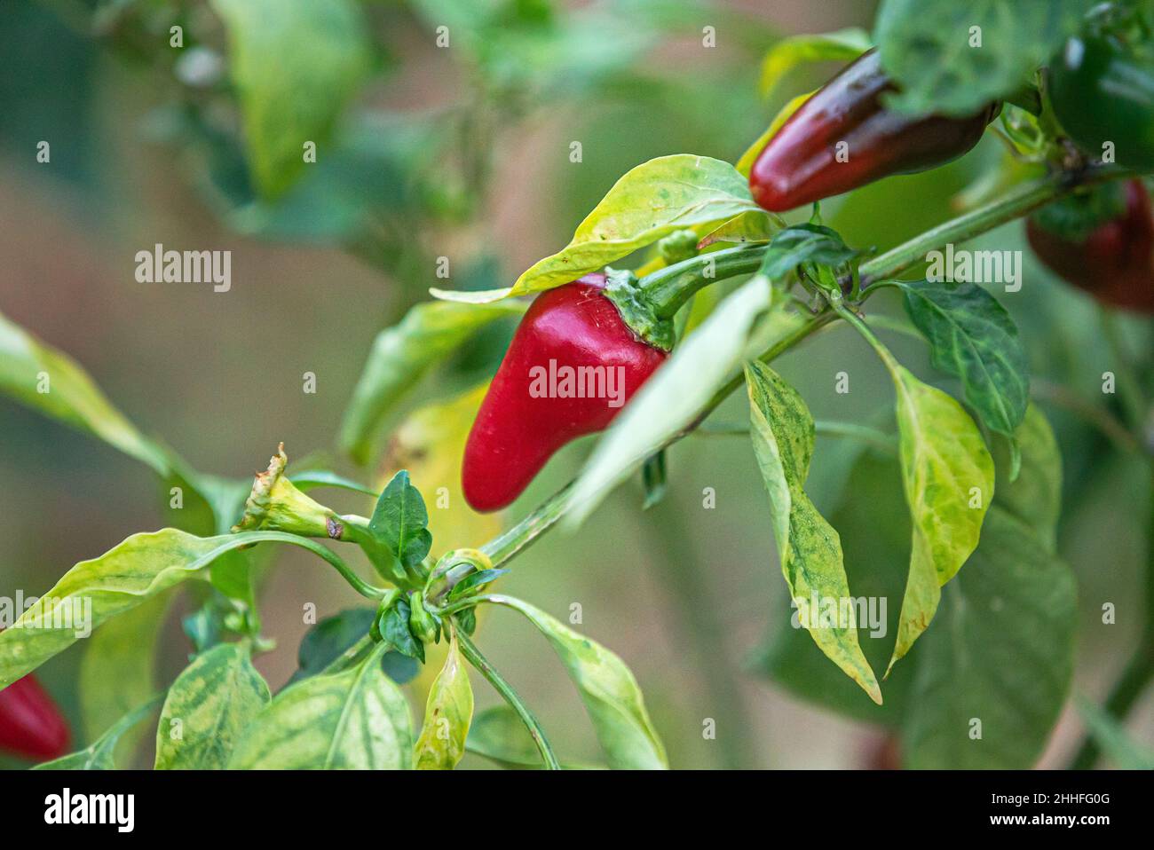 Red bell pepper growing in pot hi-res stock photography and images - Alamy