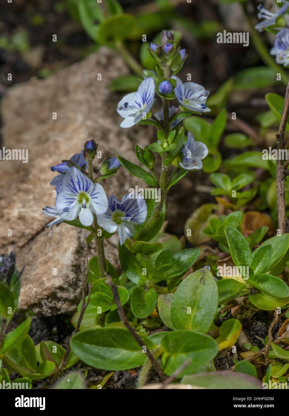 A Form Of Thyme Leaved Speedwell Veronica Serpyllifolia Subsp