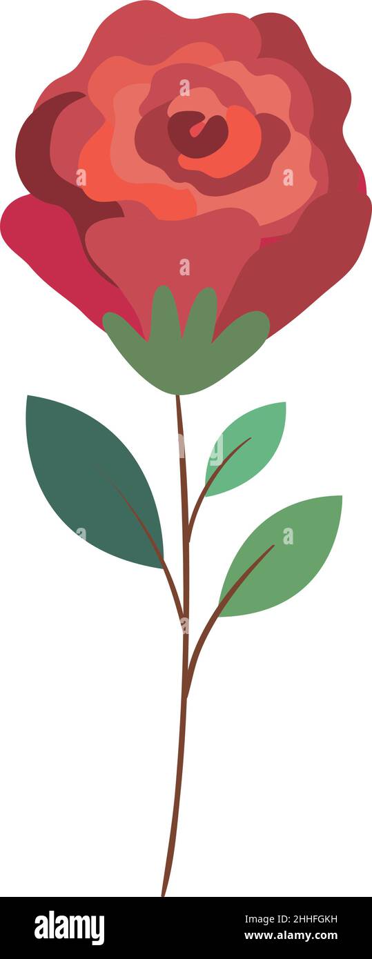 red rose flower Stock Vector Image & Art - Alamy