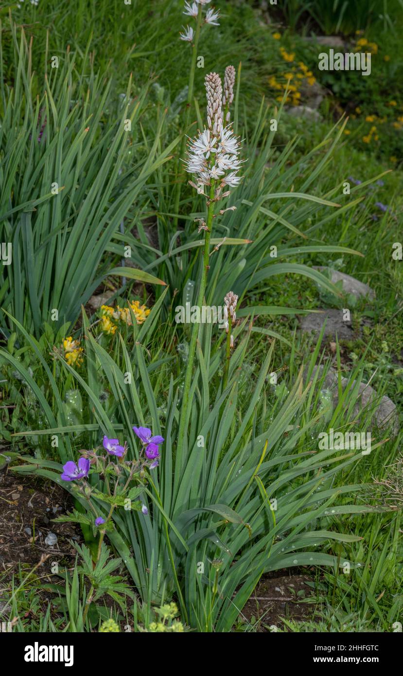 White Asphodel, Asphodelus albus in flower in alpine pasture Stock ...