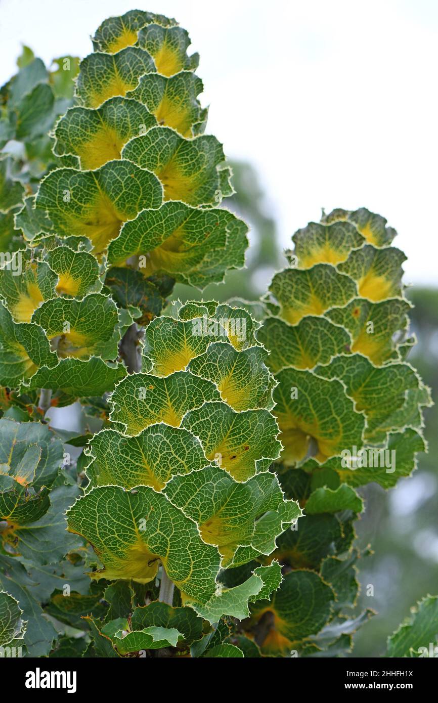 Australian native bush hakea unusual hi-res stock photography and ...