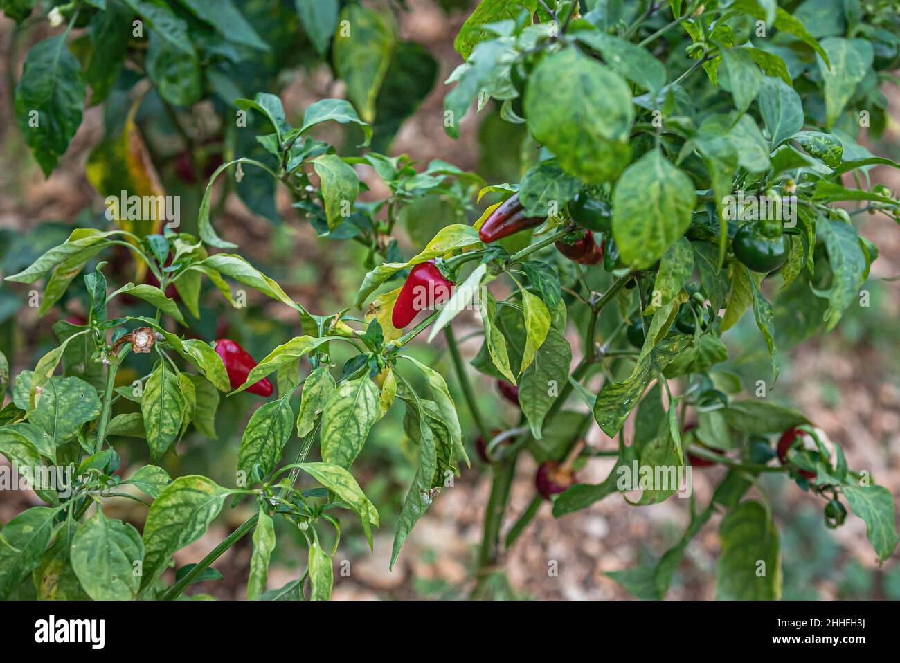 Red bell pepper growing in pot hi-res stock photography and images - Alamy