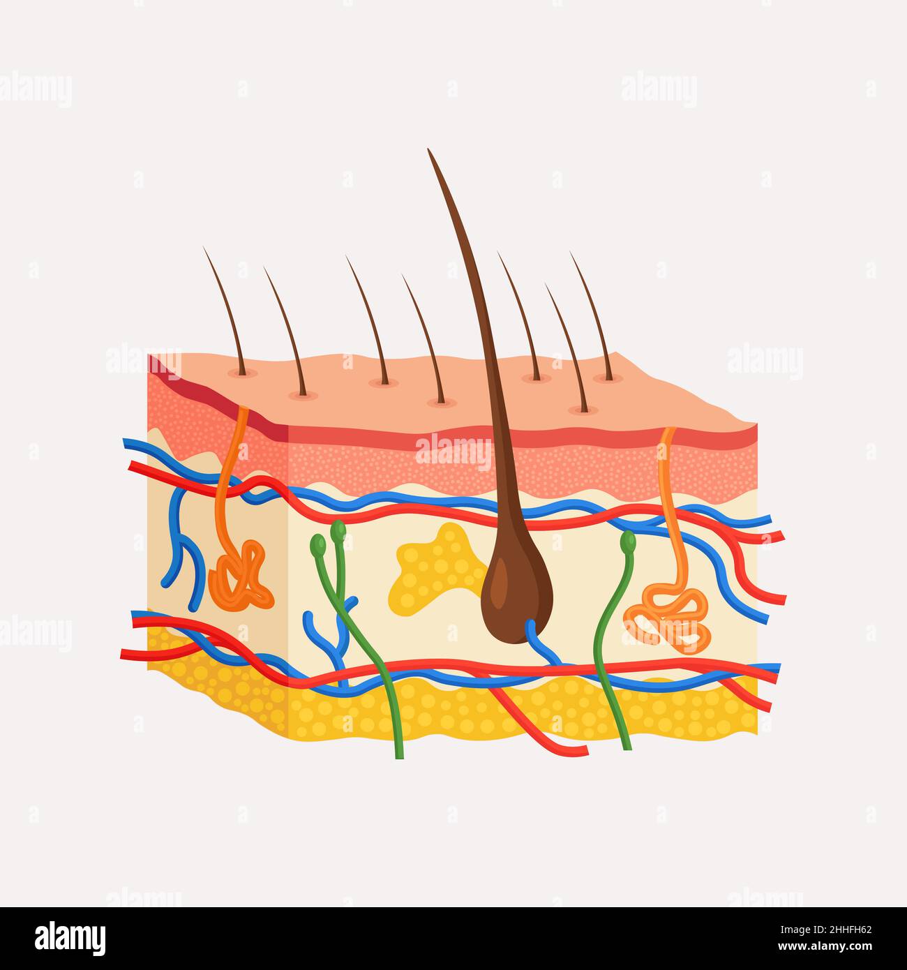 Normal Hair Follicle High Resolution Stock Photography and Images - Alamy