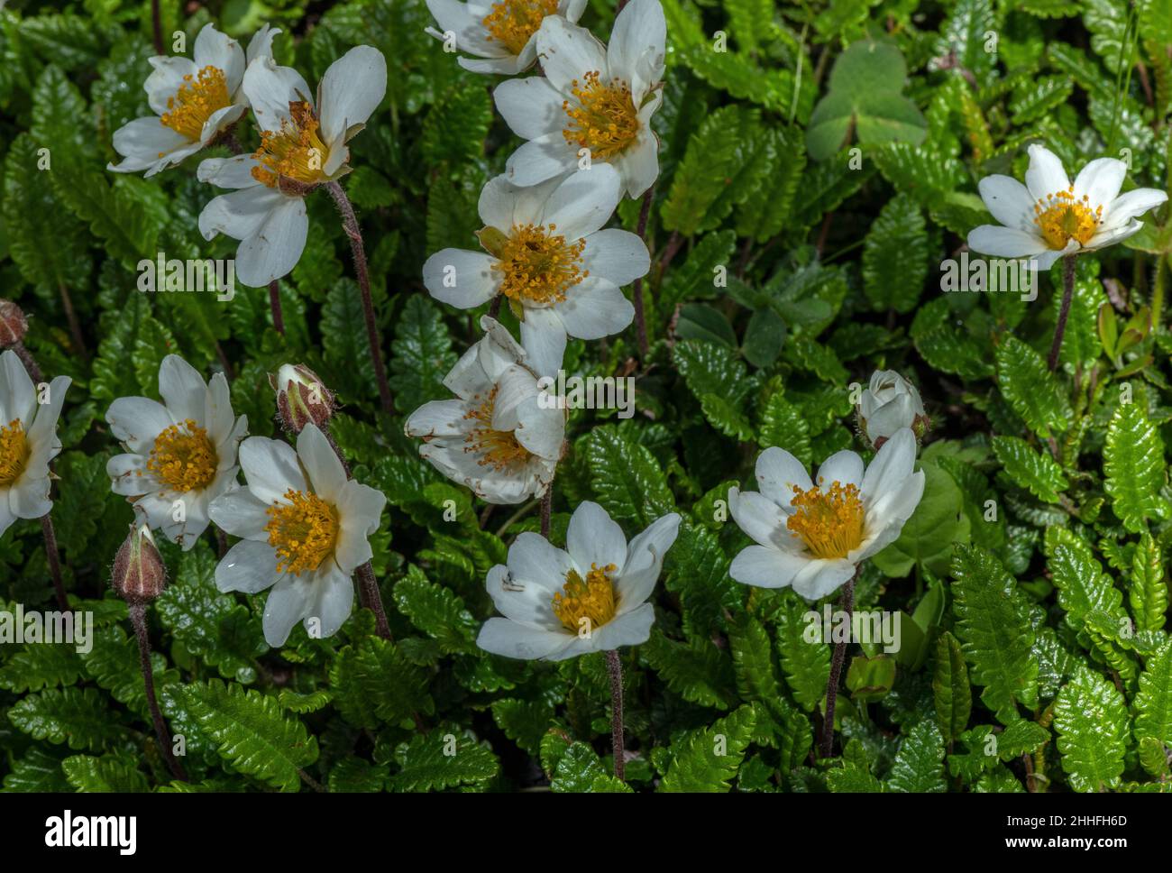 Mountain avens, Dryas octopetala, in flower Stock Photo - Alamy