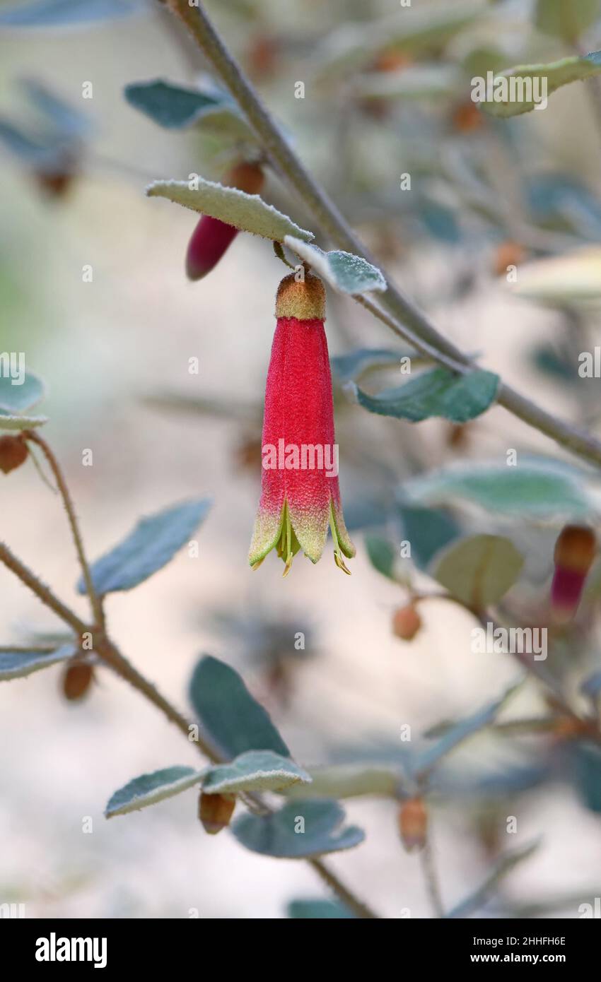 Close up of red and yellow flower of the Australian native Correa ...