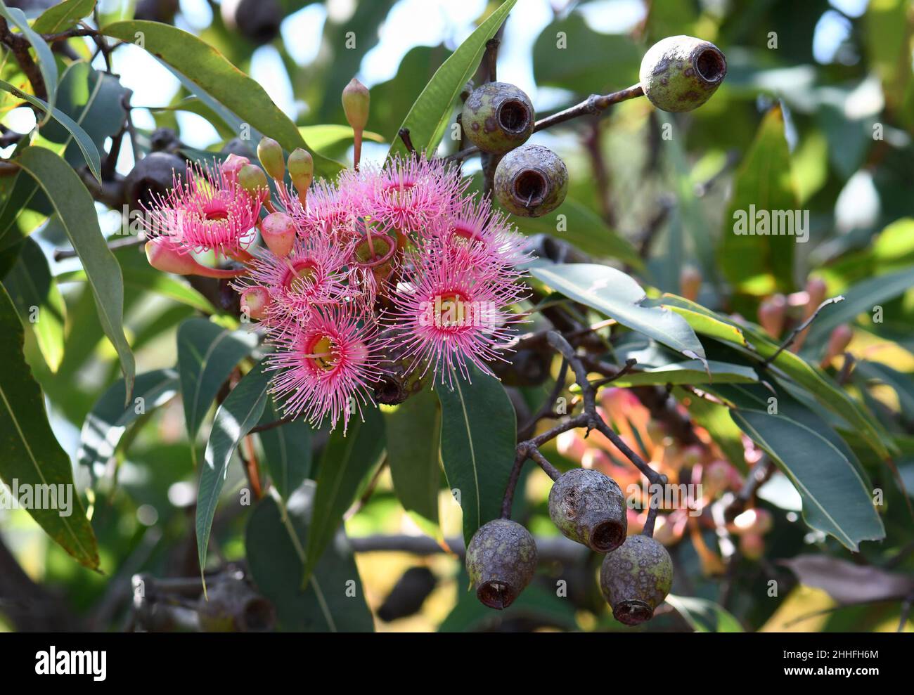 Pink blossoms and large gum nuts of the Australian native flowering gum ...
