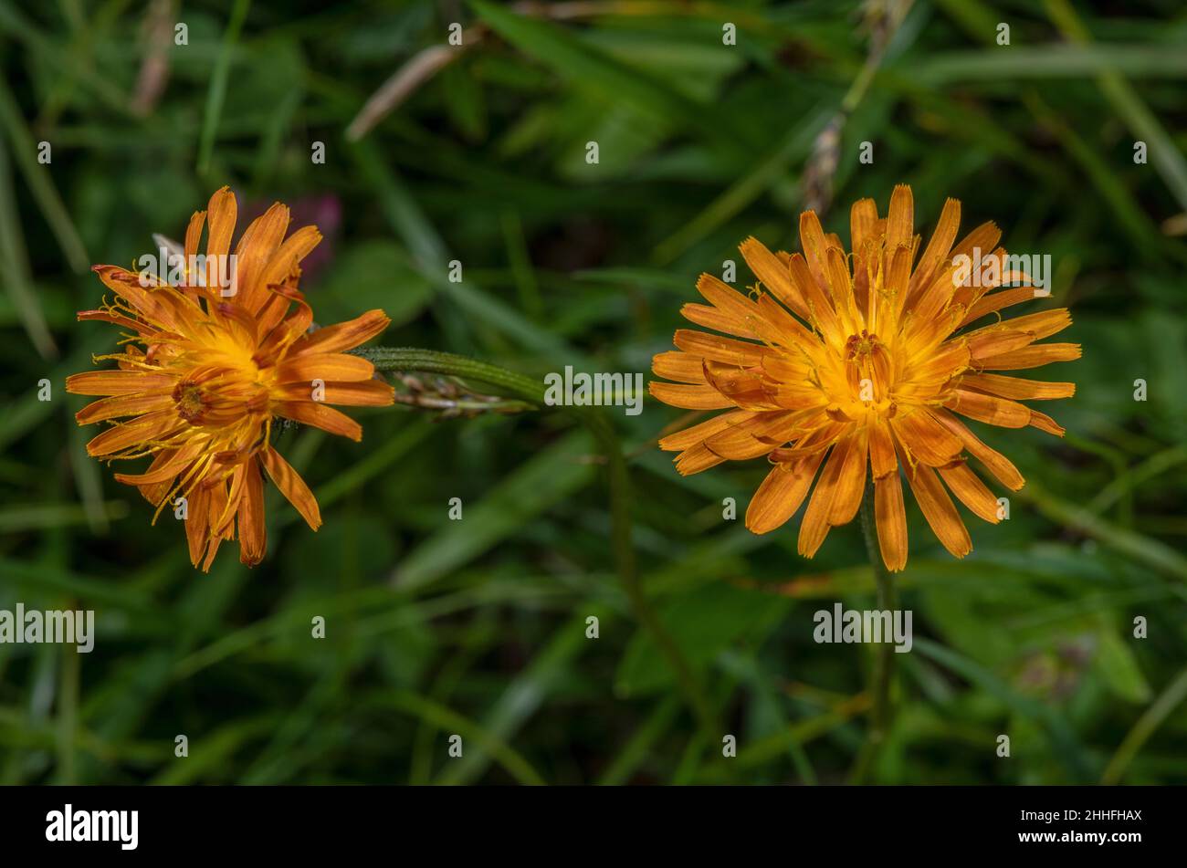 Golden Hawk's-beard, Crepis aurea in flower in alpine grassland, Swiss ...