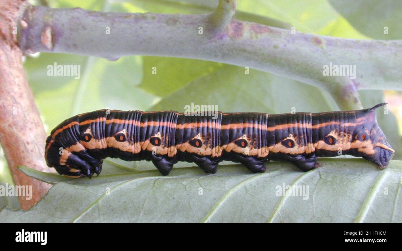 020124 hi-res stock photography and images - Alamy