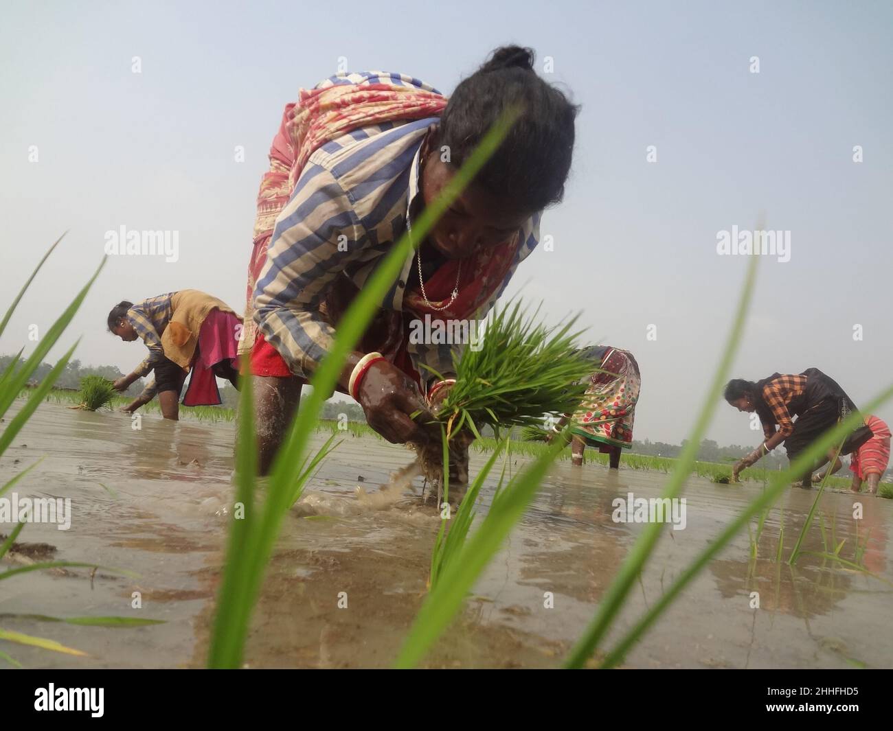 Boro rice cultivation hi-res stock photography and images - Alamy