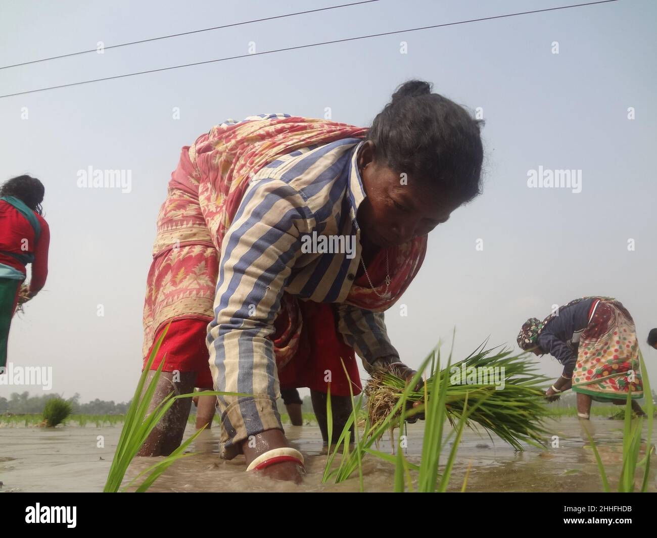 Boro rice cultivation hi-res stock photography and images - Alamy