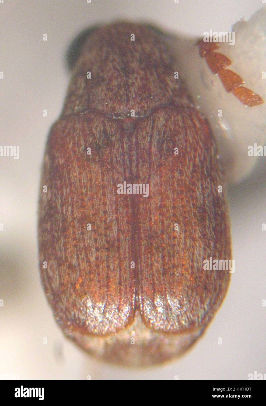 Acanthoscelides obtectus hi-res stock photography and images - Alamy