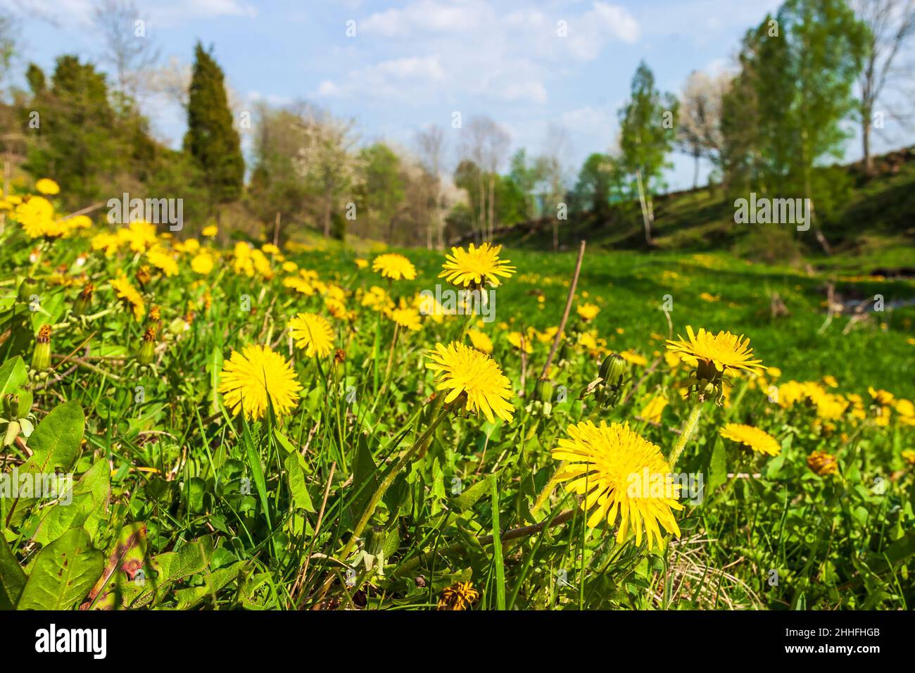Many wildflowers in valley hi-res stock photography and images - Alamy