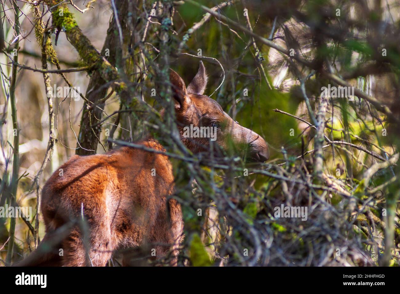 Moose calf trying to hide in the forest Stock Photo - Alamy