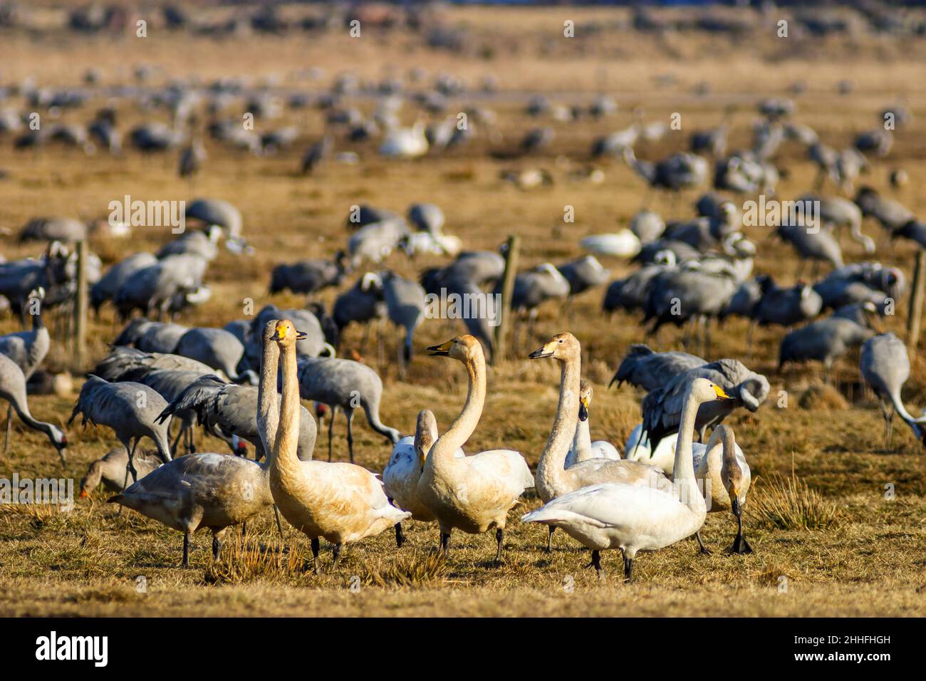 Whooper swans and lots of cranes on a field at spring Stock Photo - Alamy