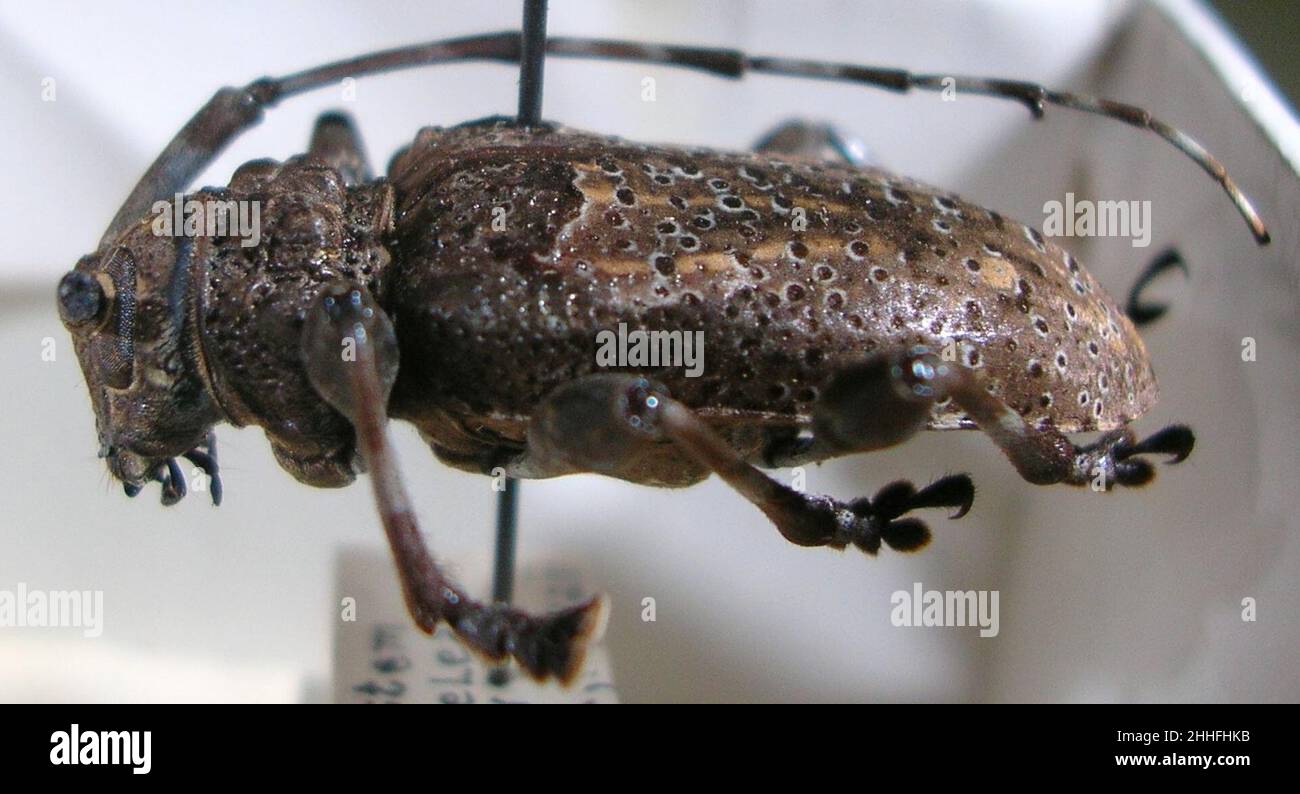 Starr 041115 0876 archlagocheirus funestus Stock Photo - Alamy