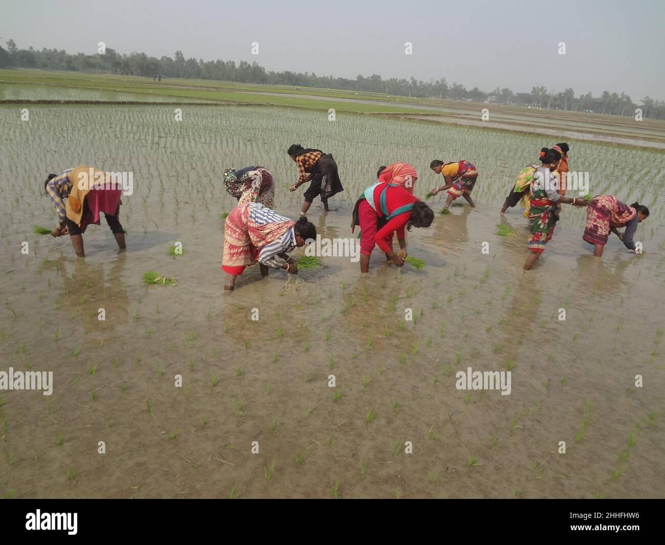 Boro rice cultivation hi-res stock photography and images - Alamy